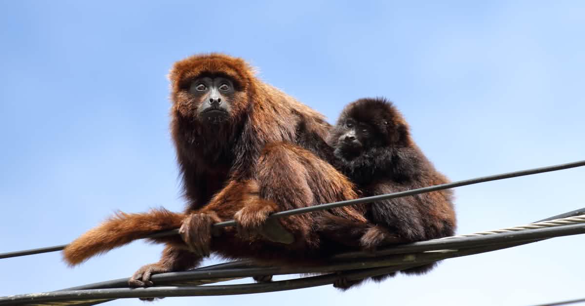 Brésil : empêchez l’électrocution des singes hurleurs ! - Sauvons la ...
