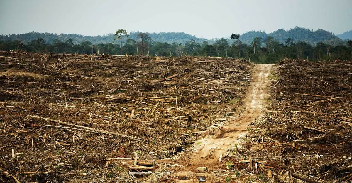 Huile de palme - questions et réponses - Sauvons la Forêt - Sauvons la ...