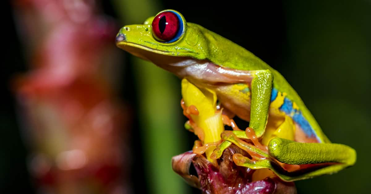 Panama : non à l’exploitation minière dans la forêt tropicale ...
