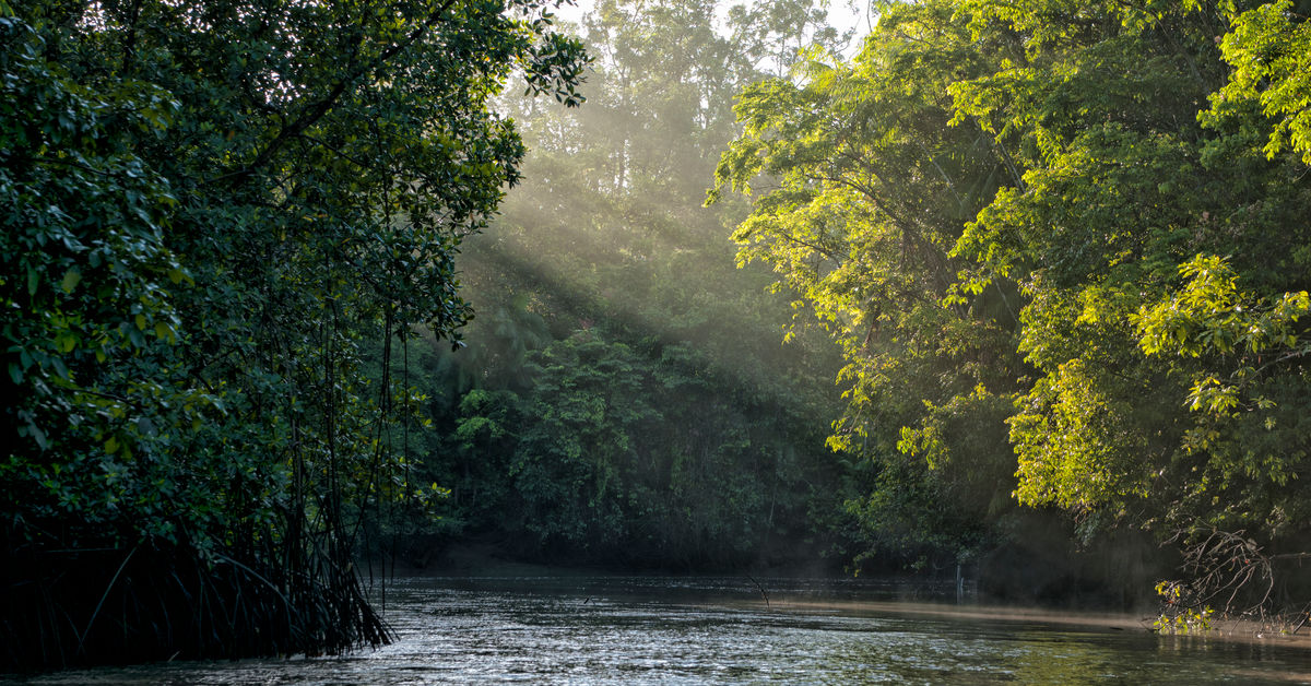 Les Forêts Tropicales Poumon Vert De Notre Planète Sauvons La Forêt