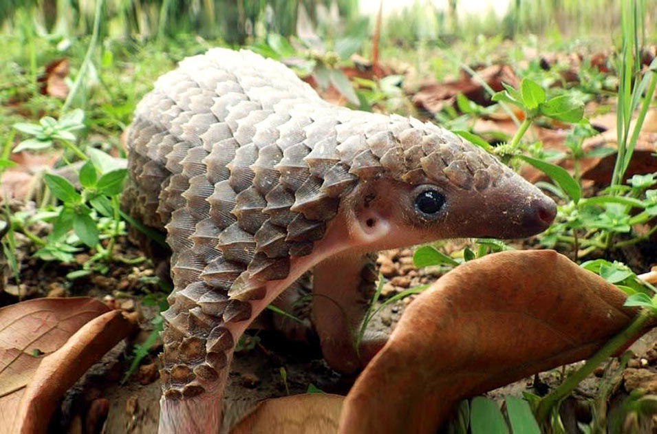 Ni aliment ni médicament : Signez pour le pangolin ! - Sauvons la Forêt