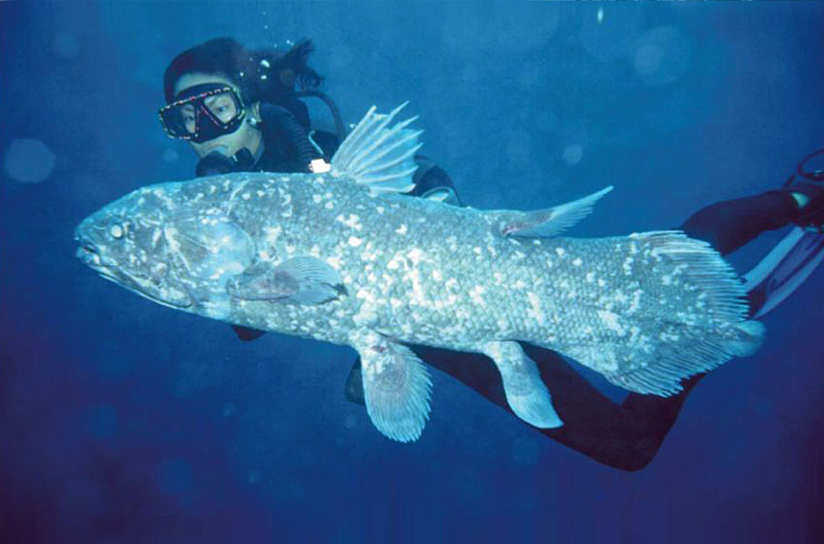 Cœlacanthe : poisson préhistorique en danger - Sauvons la Forêt