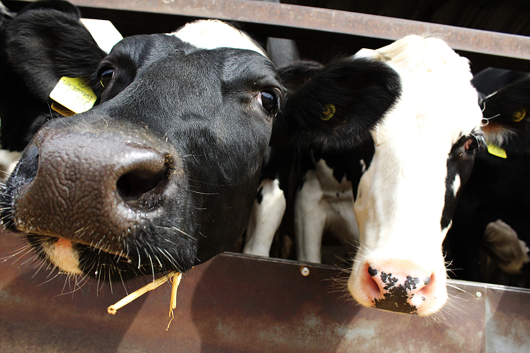 Viande et soja - Pourquoi l’élevage intensif dévore les forêts ...